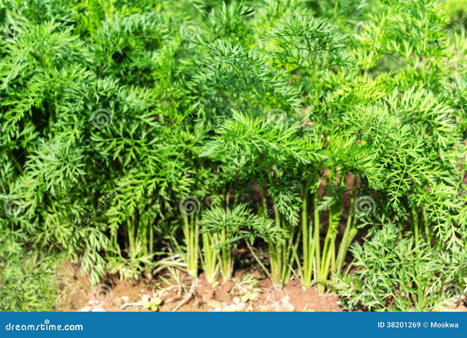 Carrot field stock image. Image of ranch, farm, vegetables - 38201269
