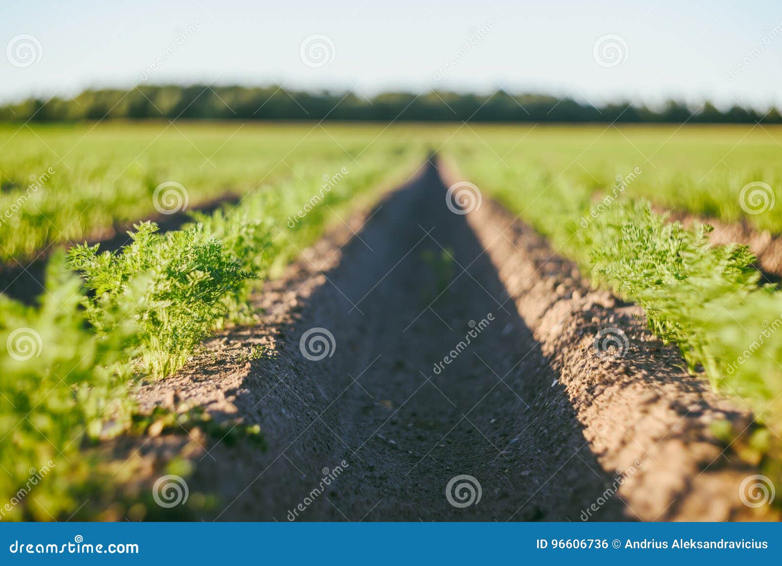 Carrot field stock photo. Image of grow, land, country - 96606736