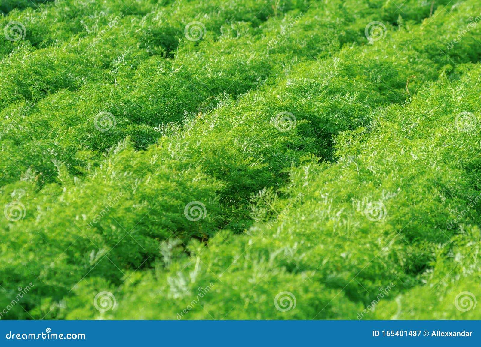 Carrot Field, Green Rows on the Carrot Field Stock Image - Image of ...
