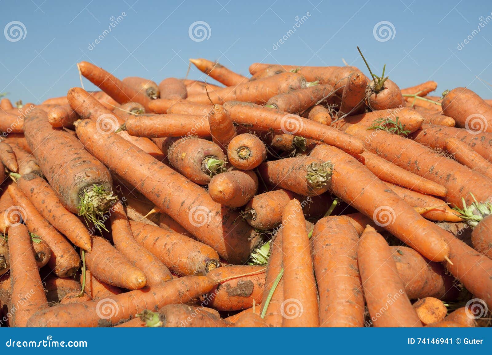 Carrot Field stock image. Image of health, quantity, agriculture - 74146941