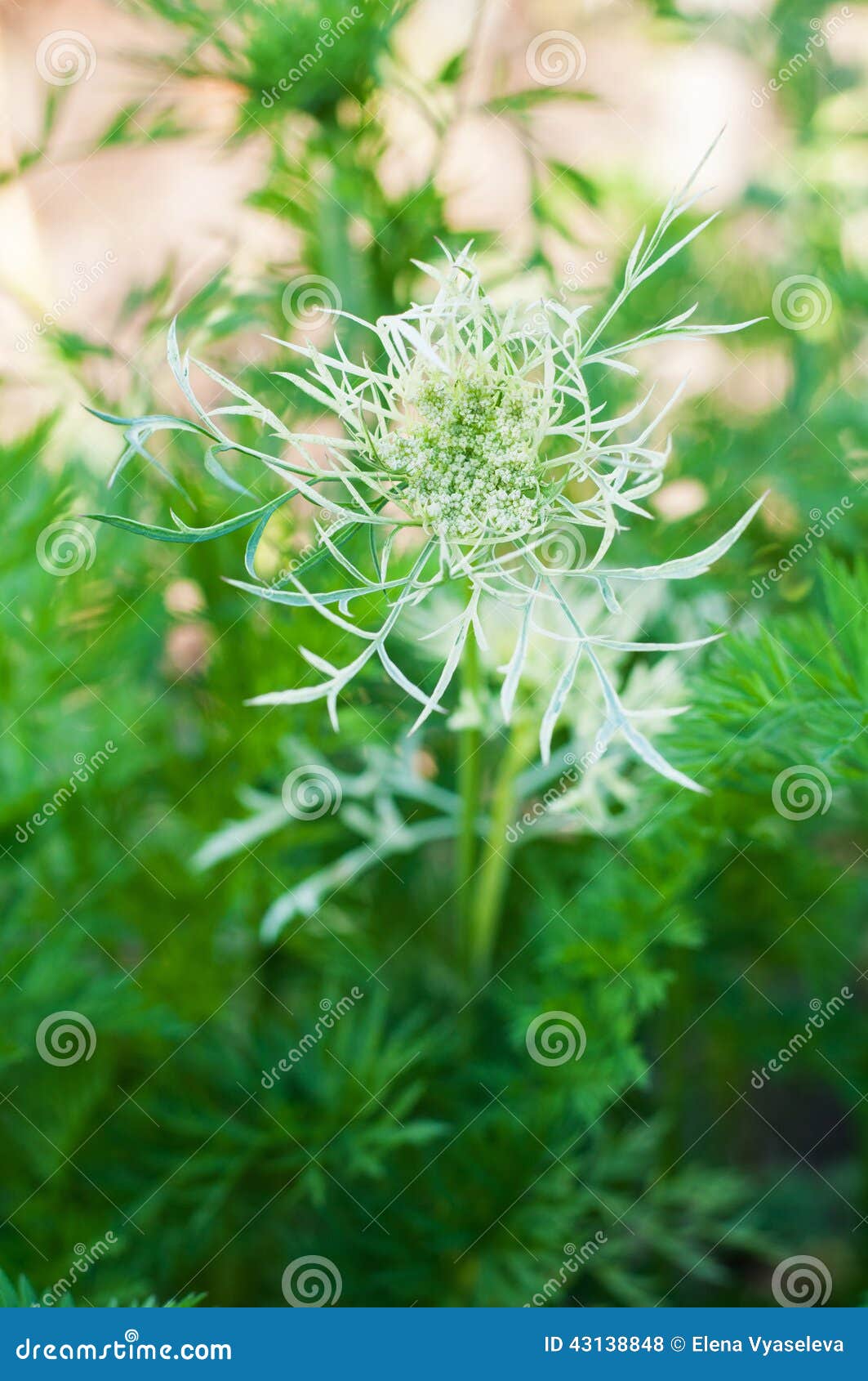 Carrot flowers stock photo. Image of cultivated, agriculture - 43138848