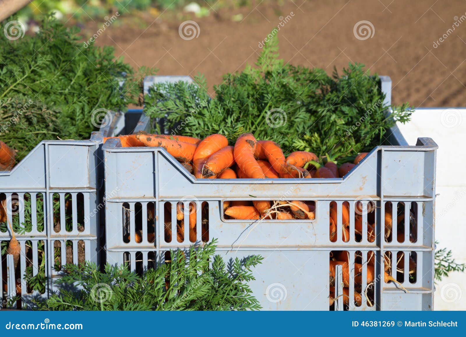 Carrot stock image. Image of cooking, colorful, carrot - 46381269