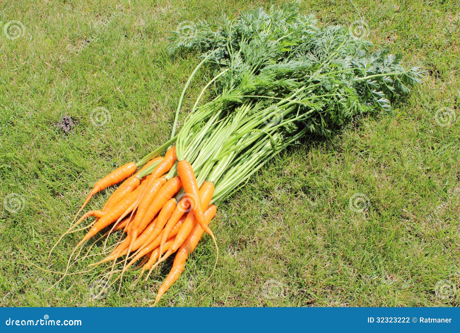 Carrot on the Grass in Garden Stock Photo - Image of grass, green: 32323222