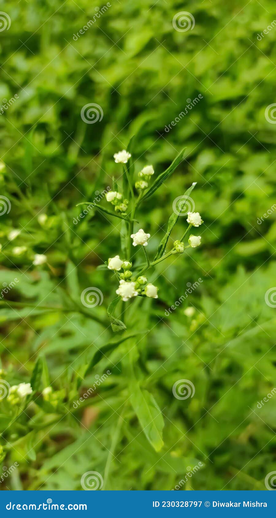 Carrot grass, a weed stock image. Image of food, nature - 230328797