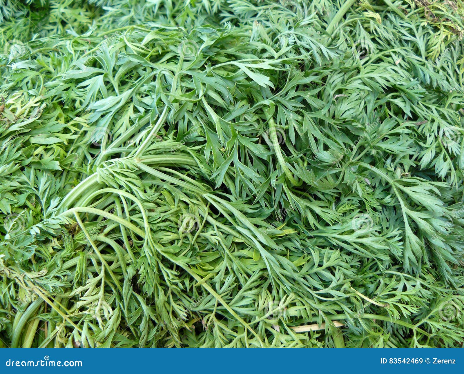 Carrot green leaf texture stock image. Image of color - 83542469