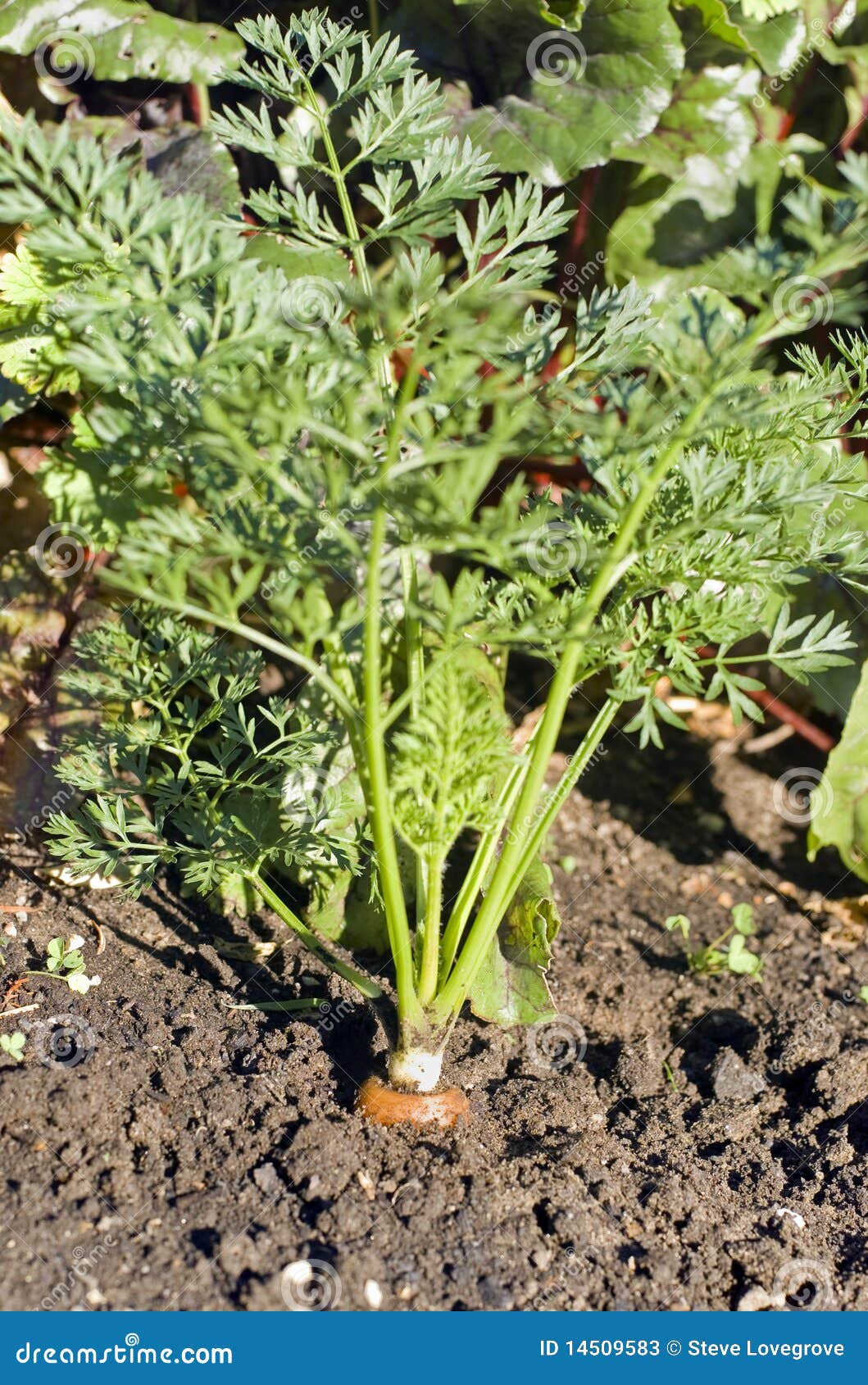 Carrot in the ground stock image. Image of rural, agriculture - 14509583