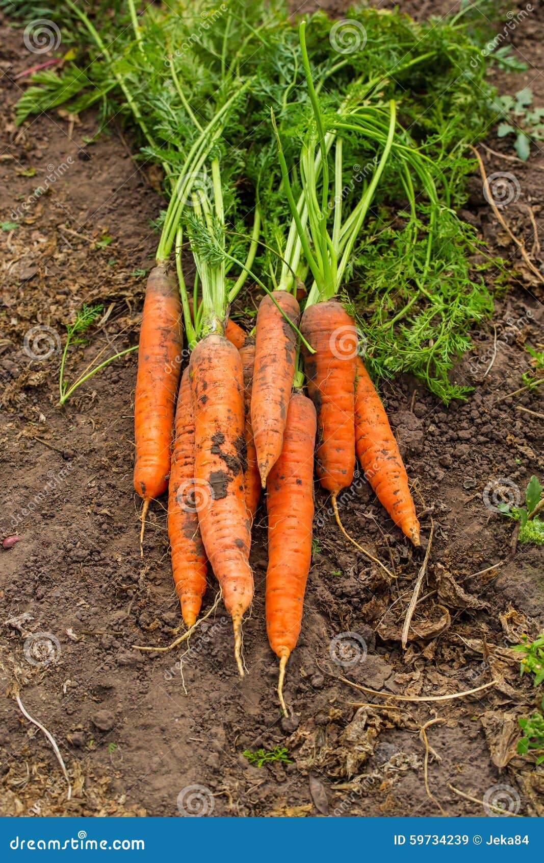 Carrot on the ground. stock image. Image of picking, green - 59734239
