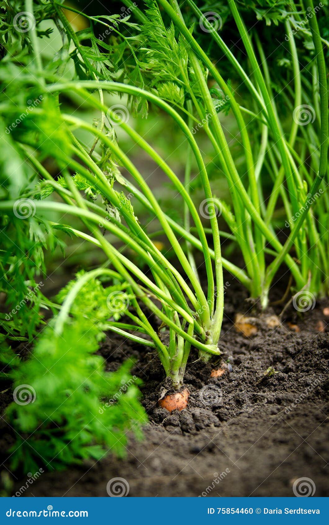 Carrot Growing in the Ground Stock Photo - Image of colorful, orange ...