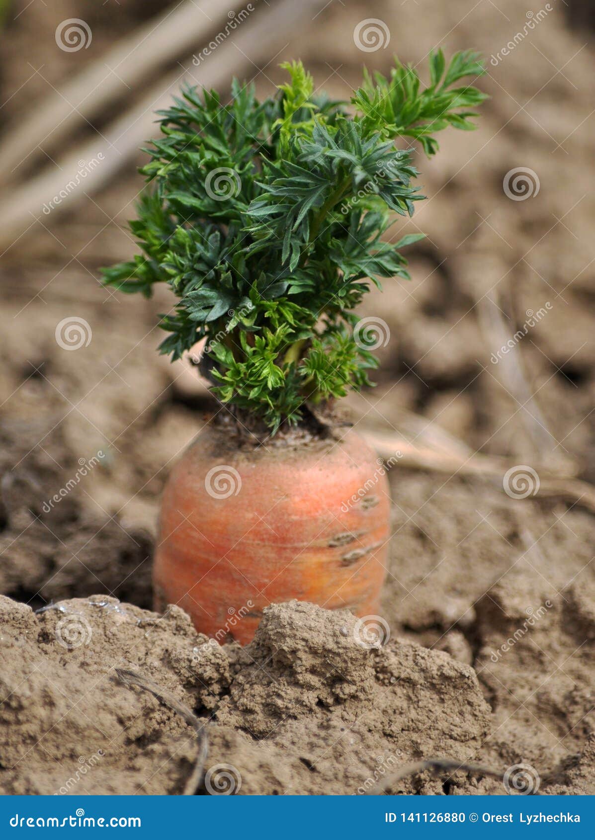 Carrot Grows in the Open Ground Stock Photo - Image of carrots ...