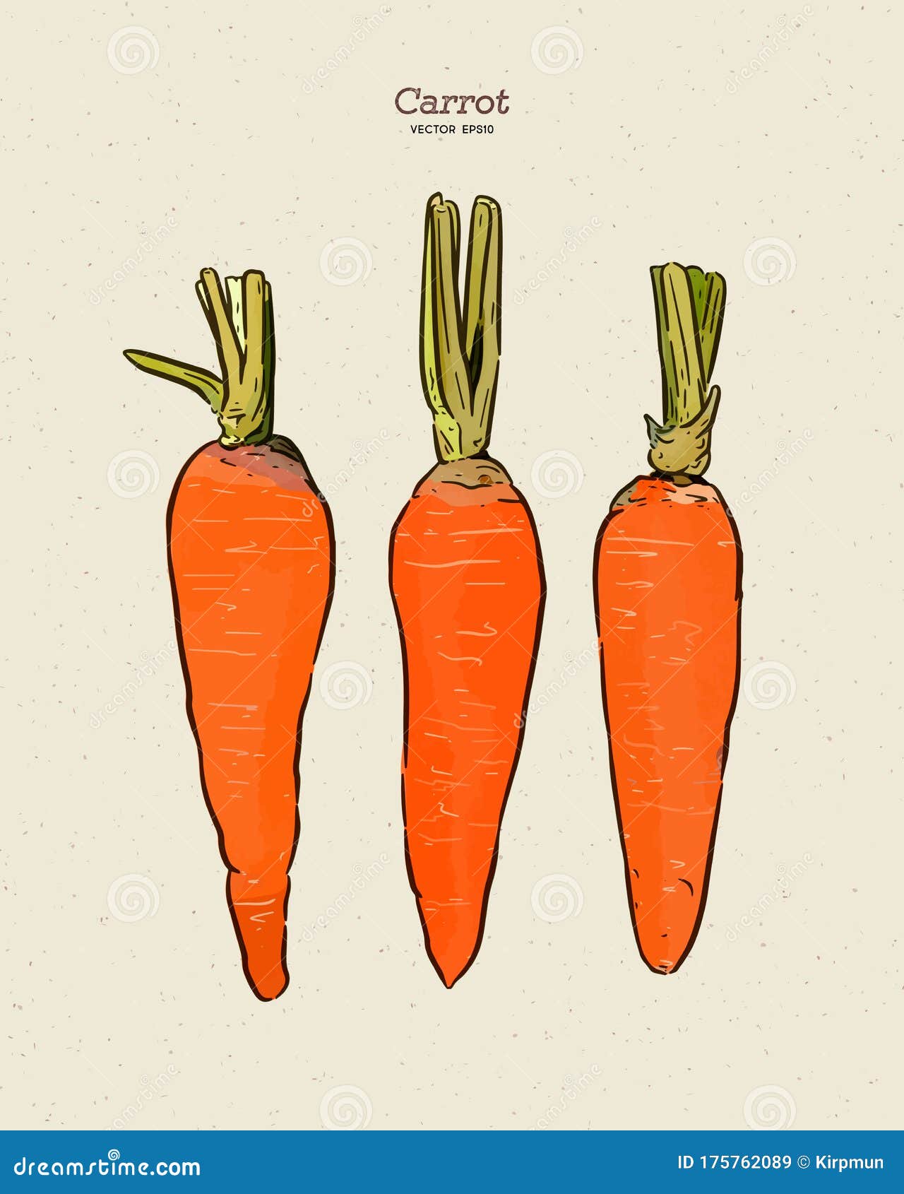 Carrot, Hand Draw Sketch Vector Stock Vector - Illustration of ...