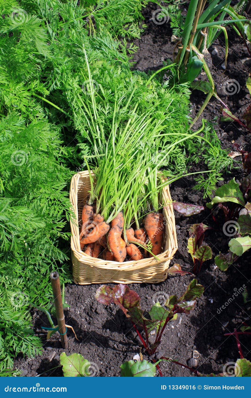 Carrot Harvest stock photo. Image of produce, cultivated - 13349016