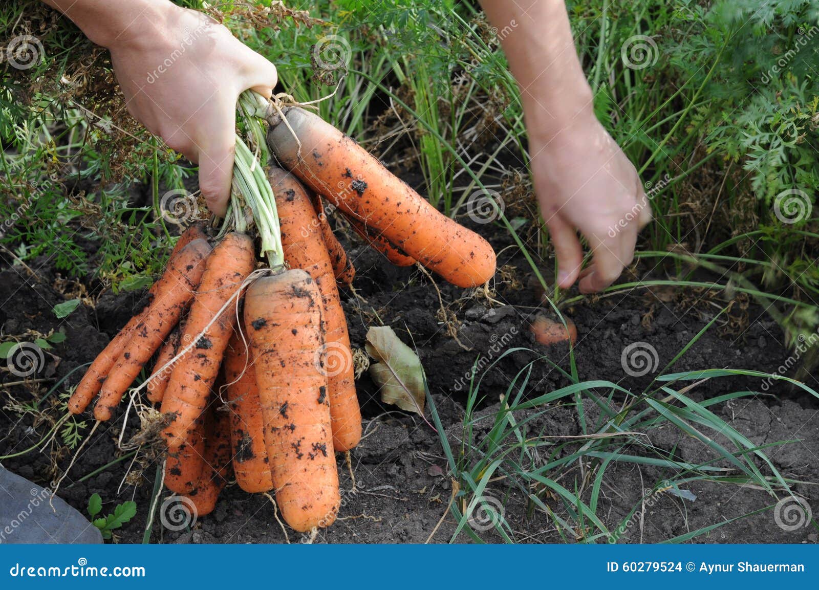Carrot harvest stock photo. Image of body, dungy, effect - 60279524