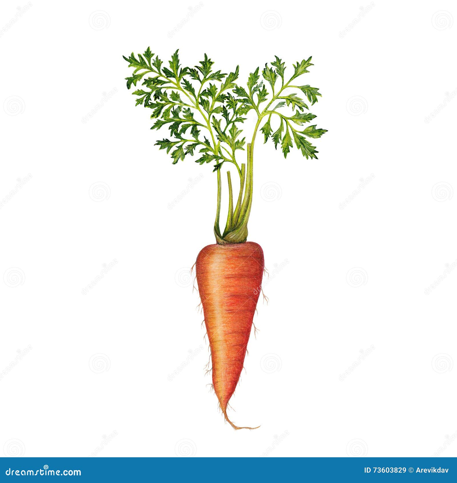 Carrot Botanical Illustration