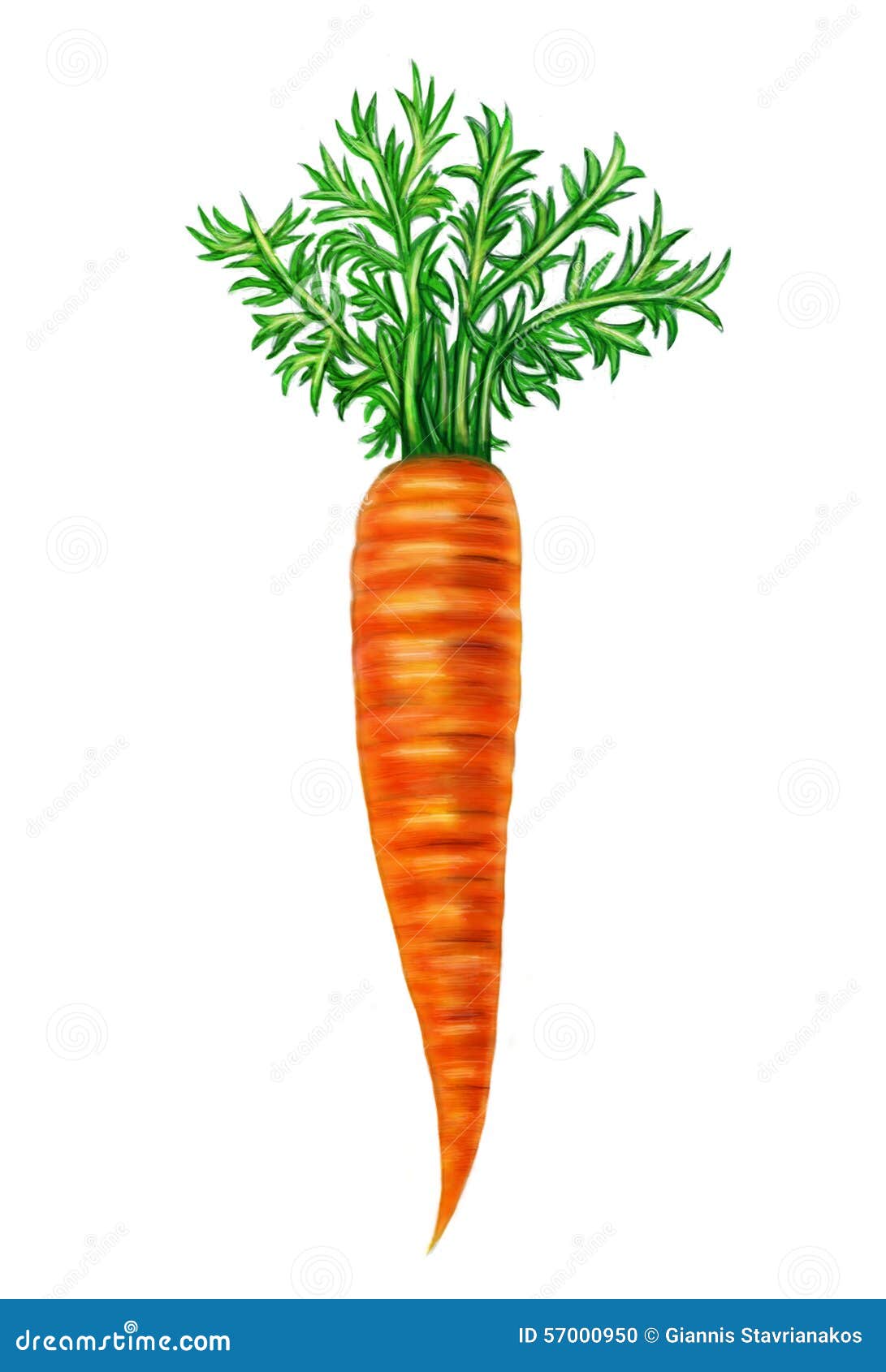 Carrot illustration stock illustration. Illustration of growth - 57000950