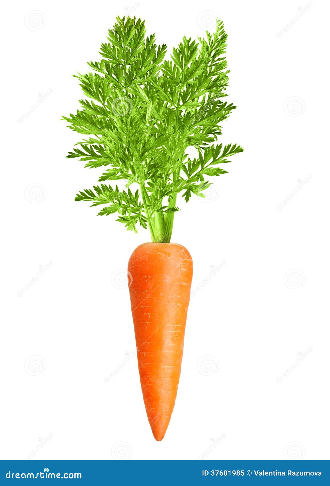 Carrot isolated stock image. Image of orange, object - 37601985