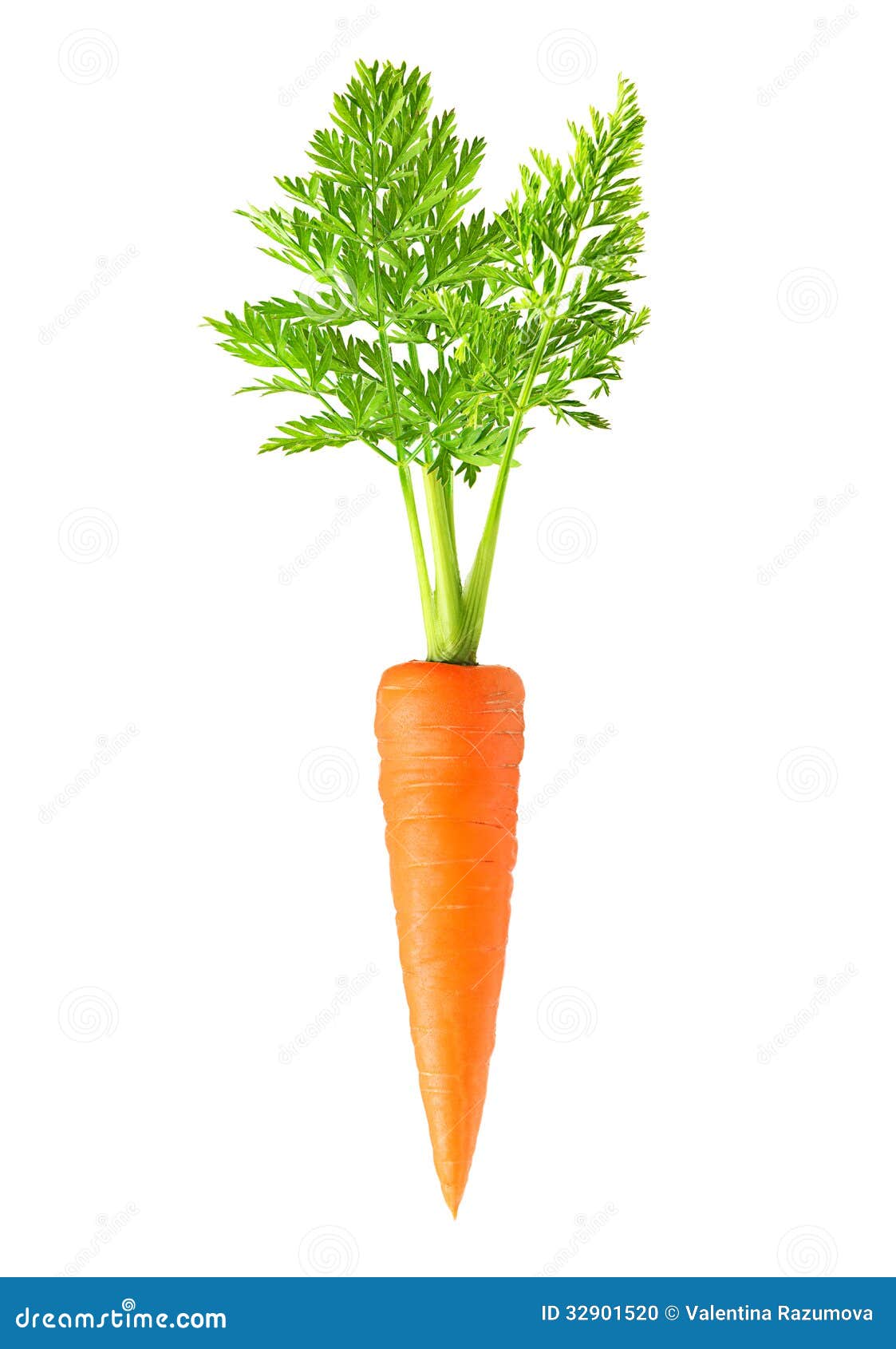 Carrot isolated stock photo. Image of carrot, fresh, food - 32901520