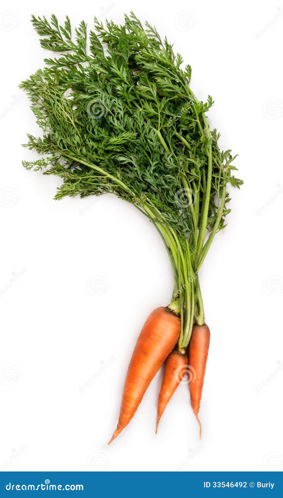 Carrot stock photo. Image of organic, food, object, healthy - 33546492