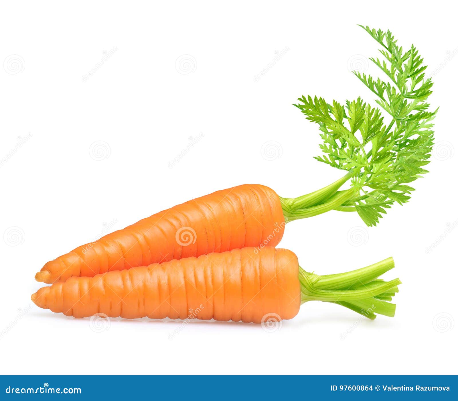 Carrot isolated on white stock photo. Image of healthy - 97600864