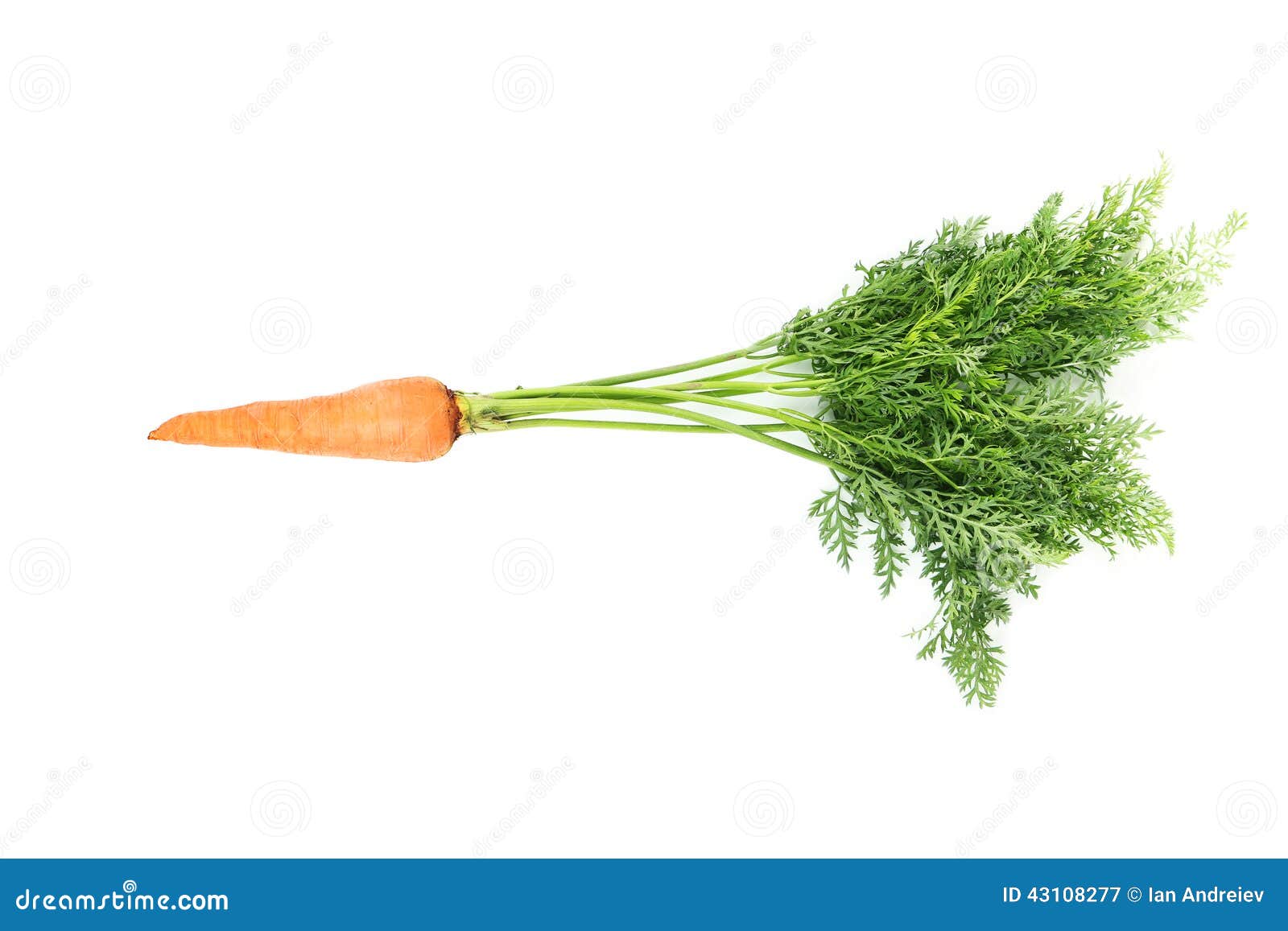 Carrot Isolated on White , Close Up Stock Image - Image of fresh ...