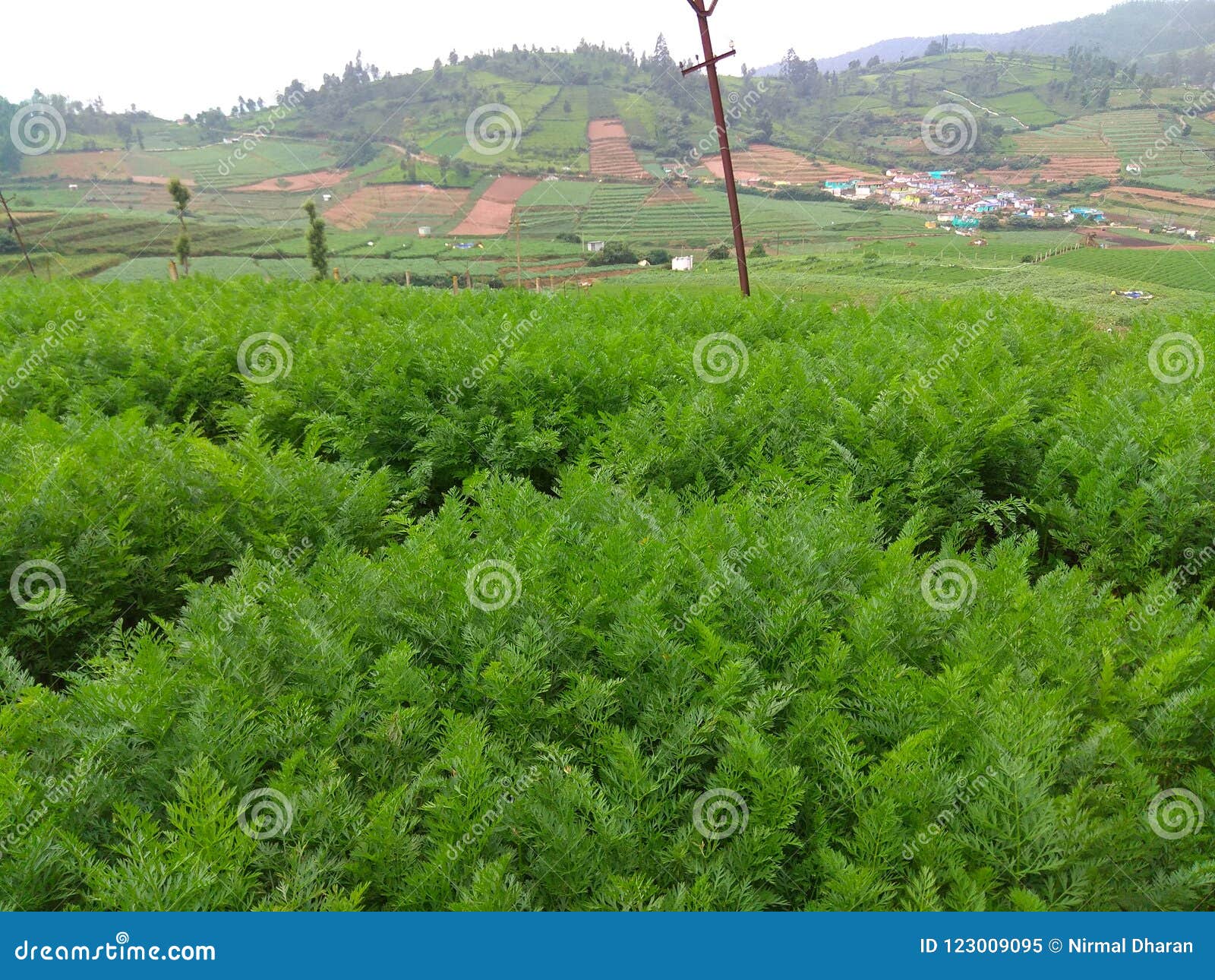 Carrot Formation Ooty Stock Photos - Free & Royalty-Free Stock Photos ...