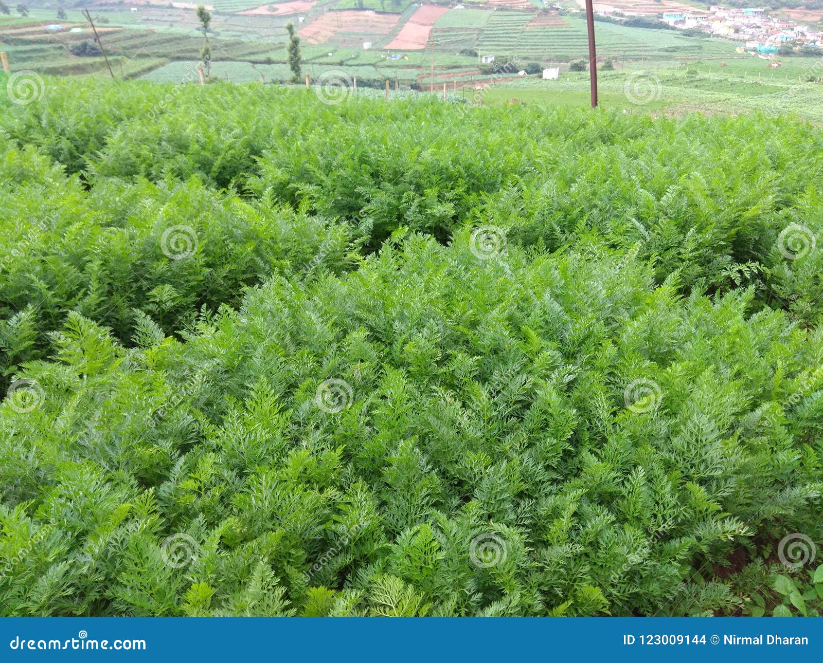 Carrot land stock photo. Image of nilgiris, carrot, district - 123009144