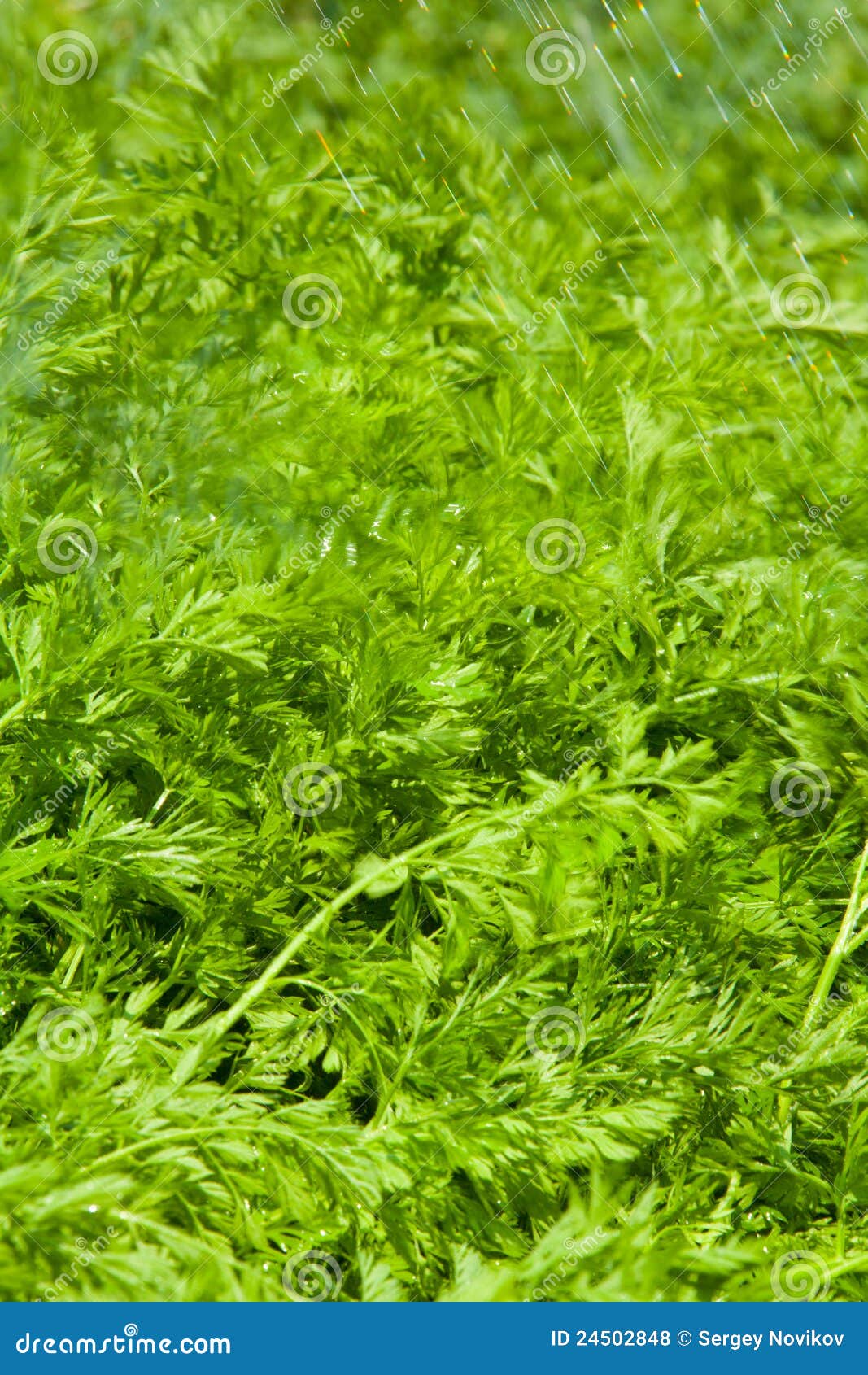 Carrot leaves stock photo. Image of grass, fresh, texture - 24502848