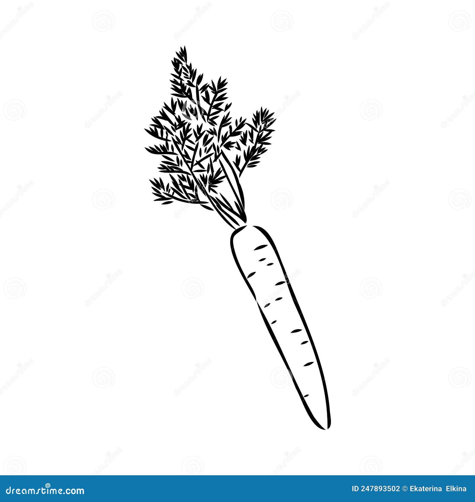 Carrot Line Vector Illustration, Isolated on White Background,top View ...