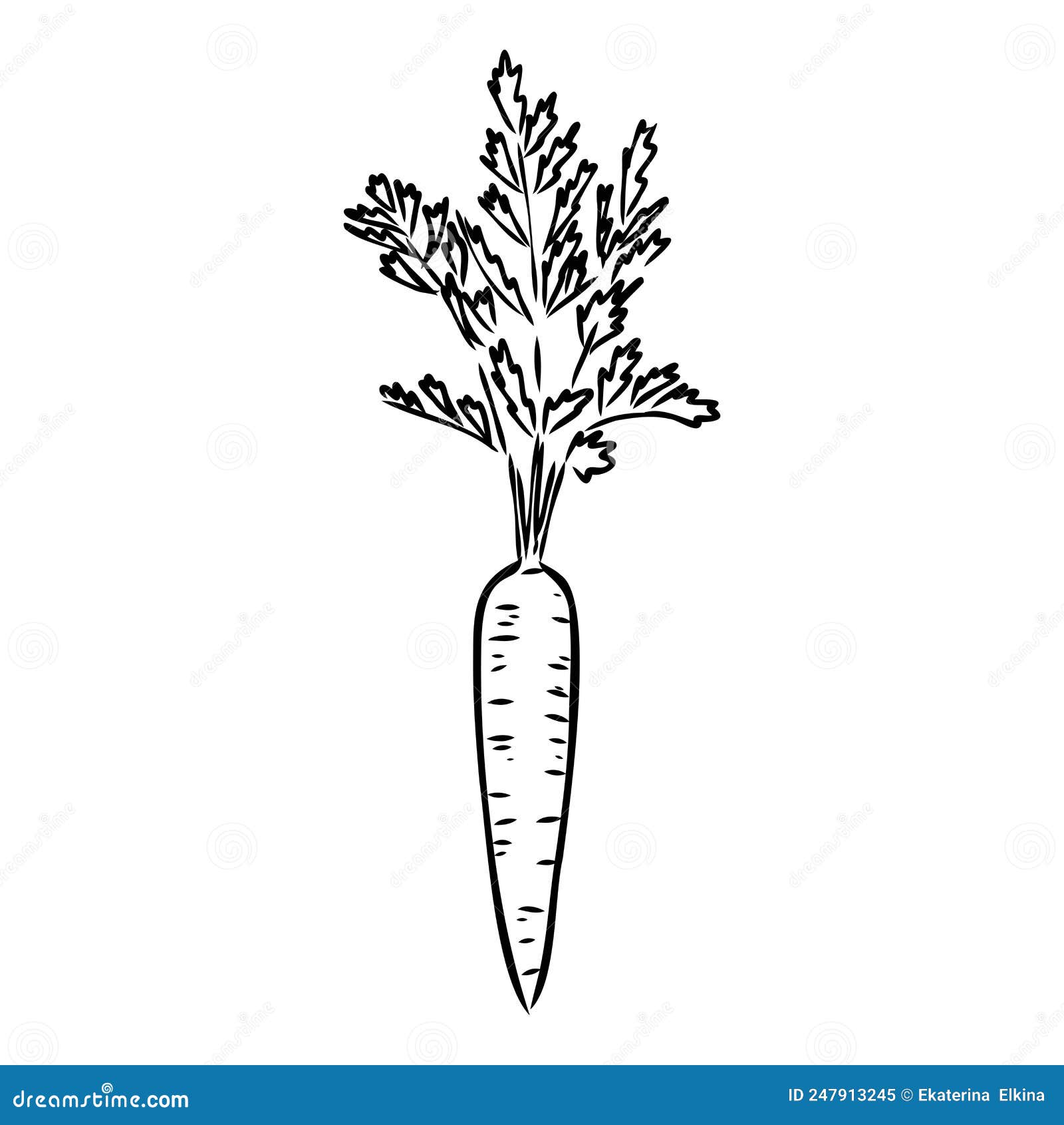 Carrot Line Vector Illustration, Isolated on White Background,top View ...