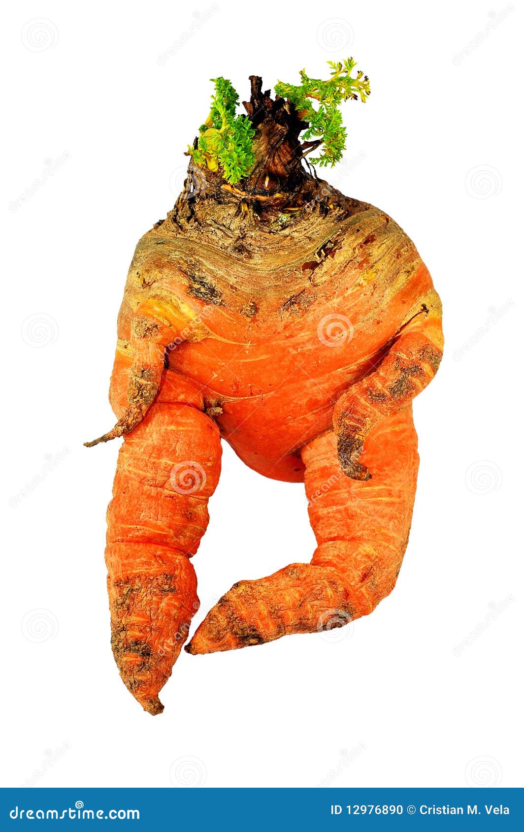 Carrot Genetic Modified Stock Photo | CartoonDealer.com #19105368