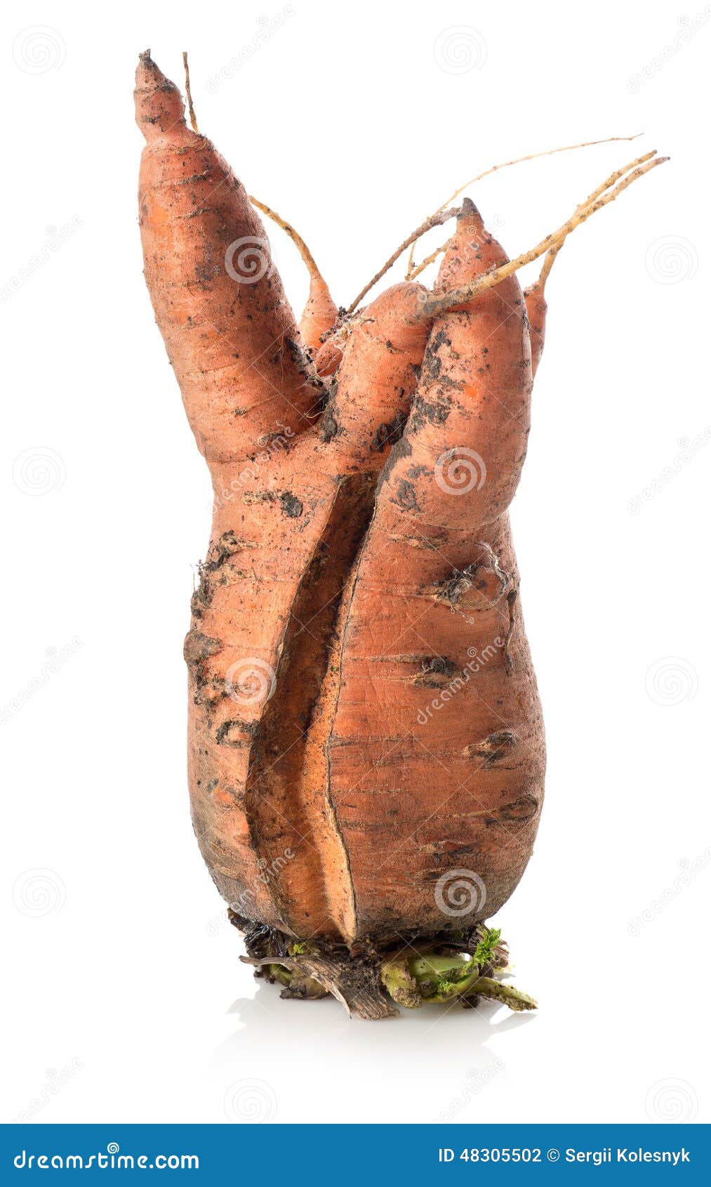 Carrot Genetic Modified Stock Photo | CartoonDealer.com #19105368