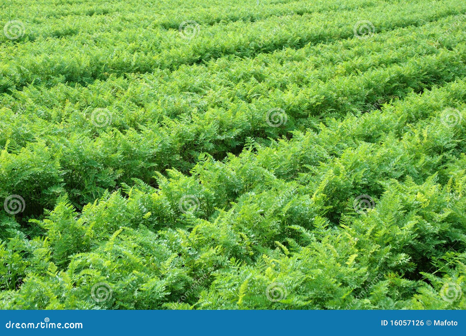 Carrot patch stock photo. Image of striped, cloud, crop - 16057126