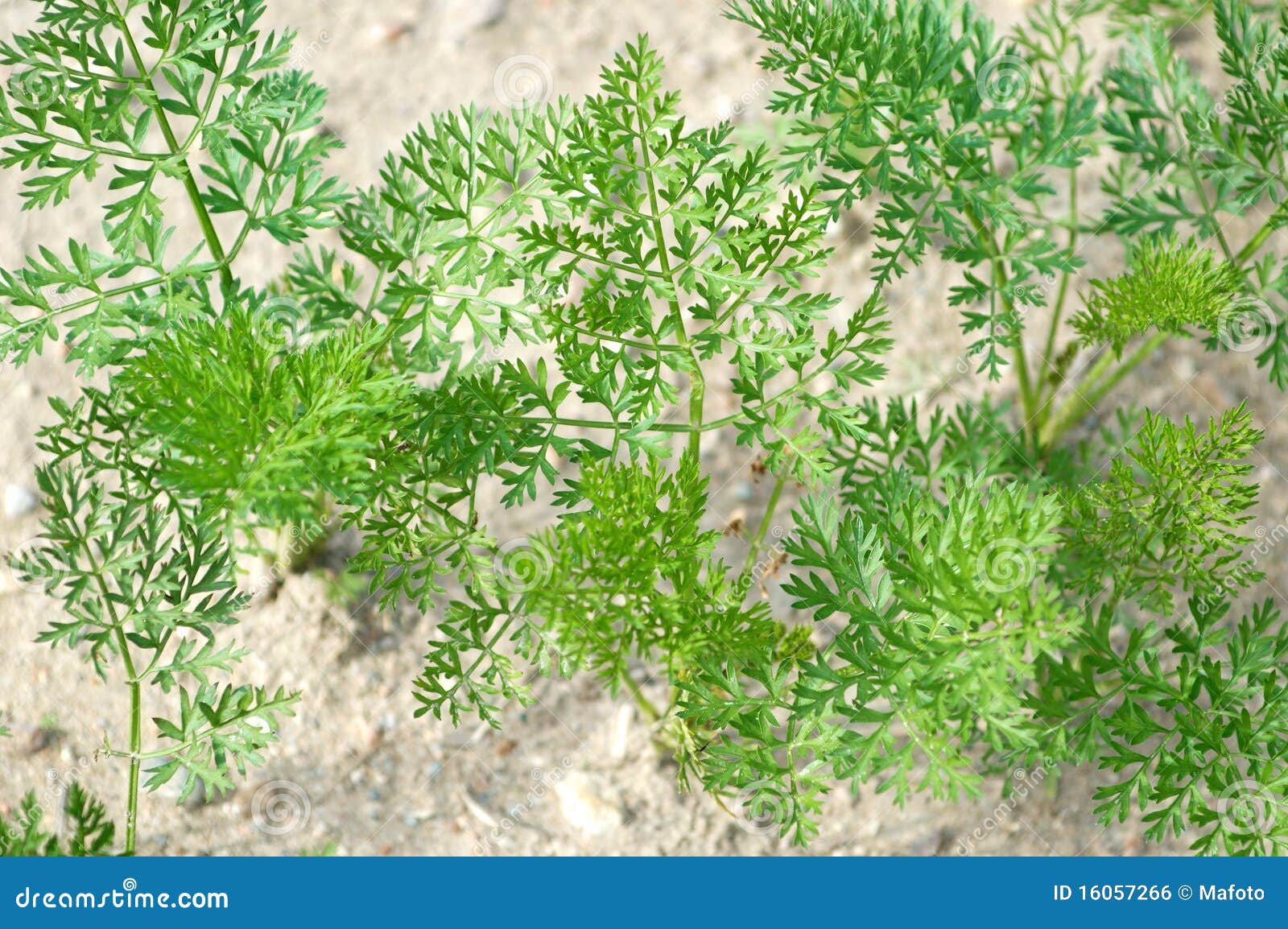 Carrot patch stock photo. Image of grow, vegetarian, growing - 16057266