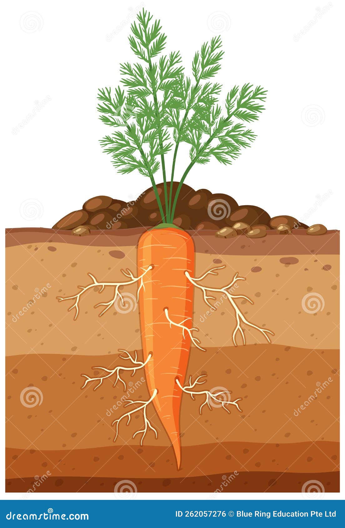 Carrot Plant with Root System Stock Vector - Illustration of eps10 ...