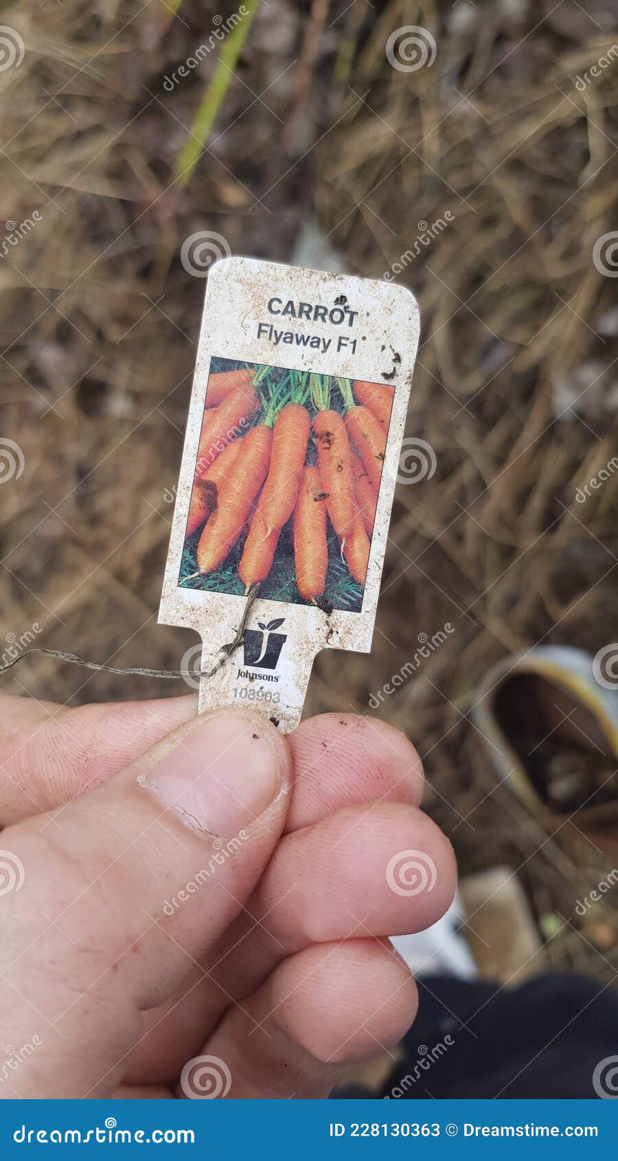 Carrot plant tag editorial stock photo. Image of food - 228130363