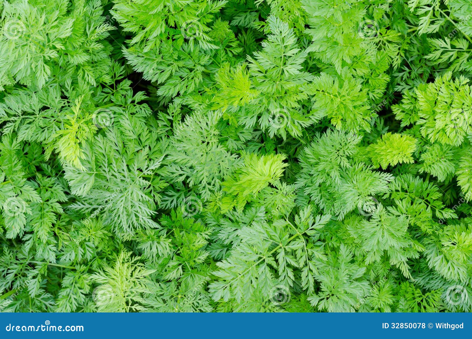 Carrot plants, top view stock photo. Image of green, sprout - 32850078