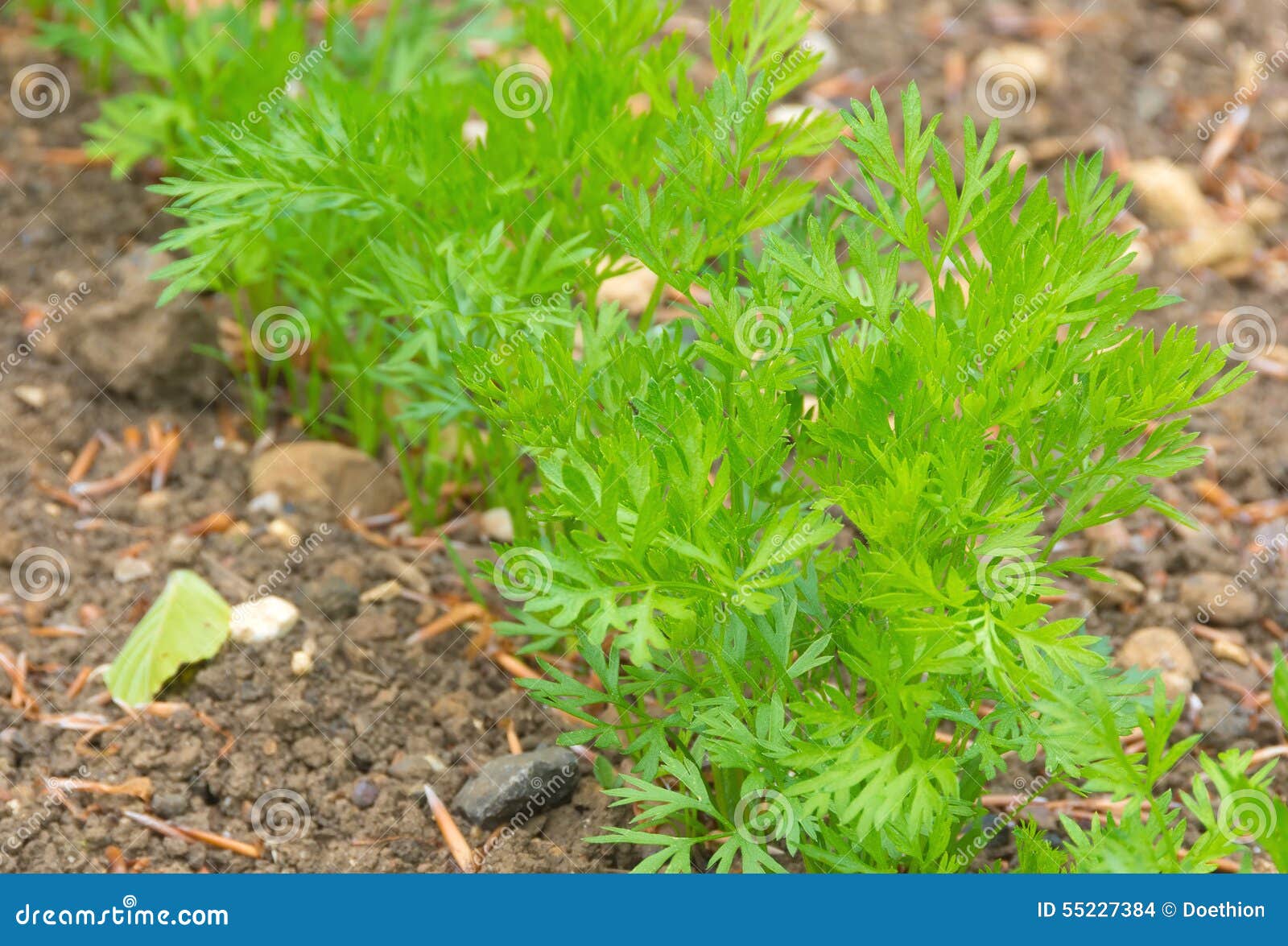 Vegetable Plot Stock Image | CartoonDealer.com #17303059