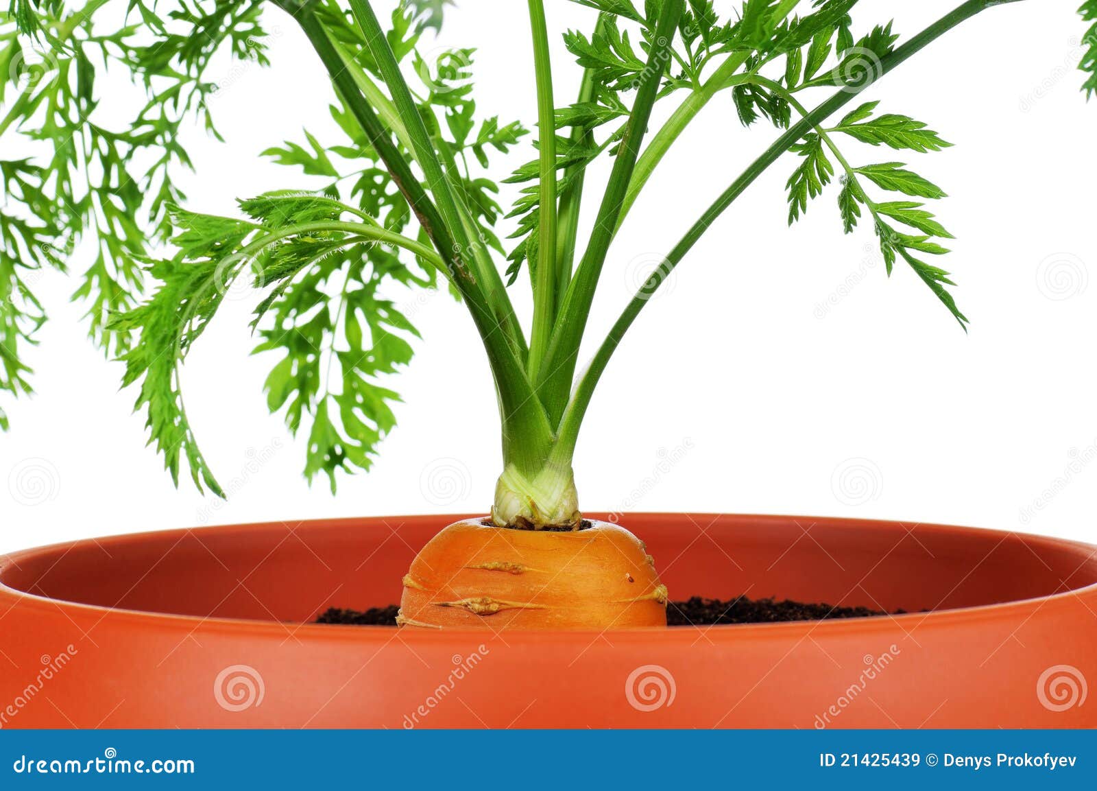 Carrot in plastic pot stock image. Image of food, gardening - 21425439
