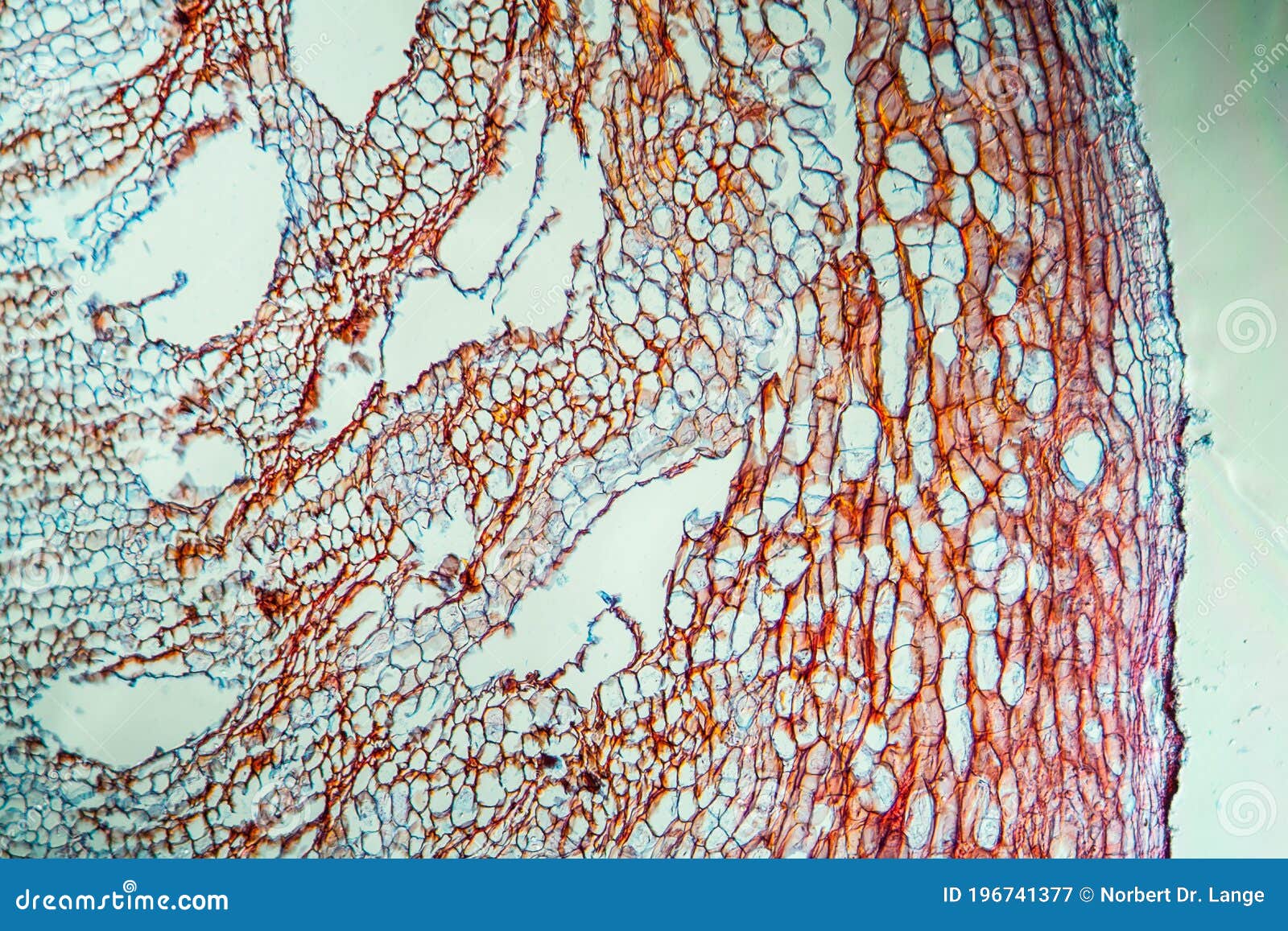 Carrot with root stock image. Image of cells, blue, tissue - 196741377