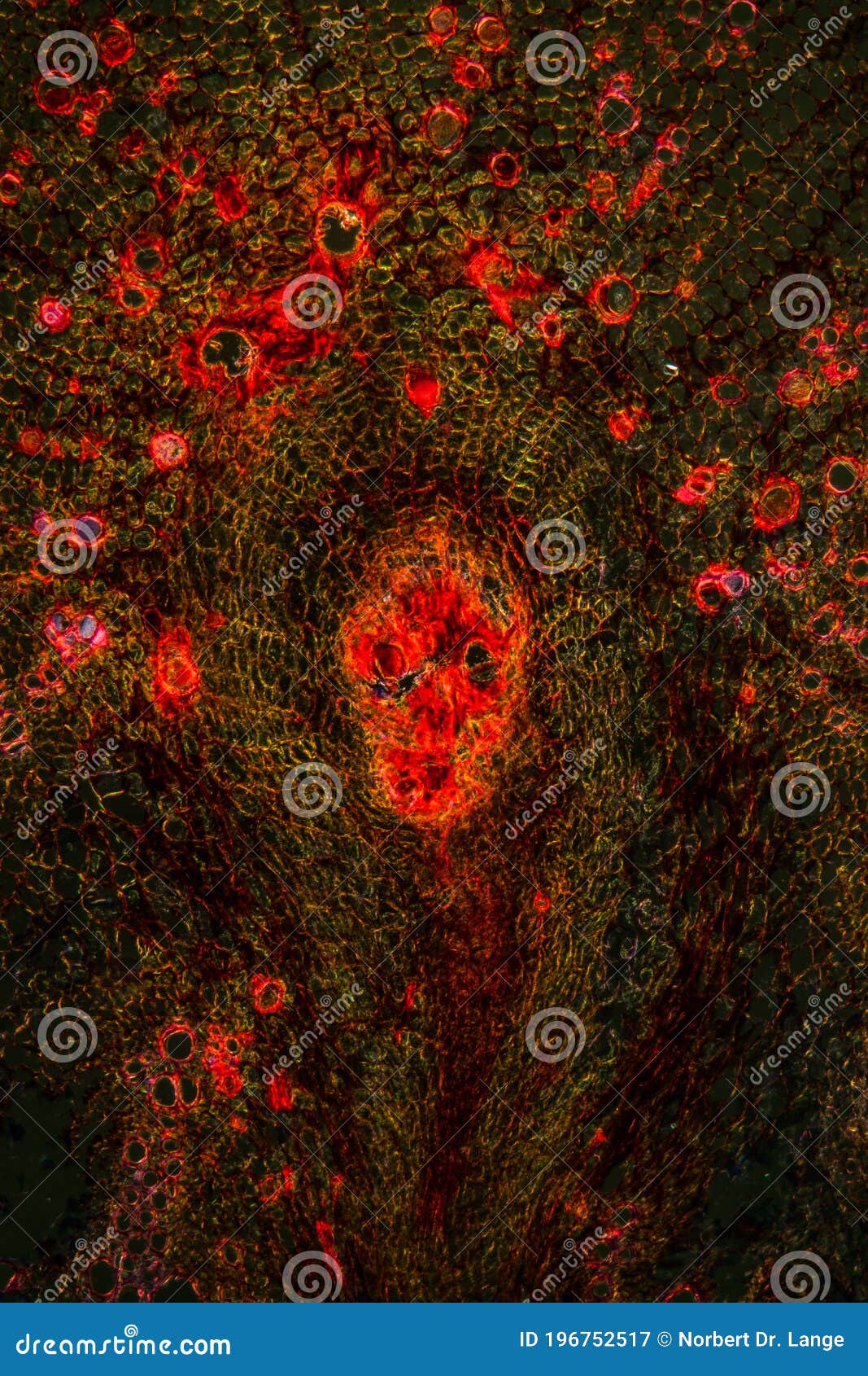 Carrot Root in Cross Section Stock Image - Image of tissue, biology ...