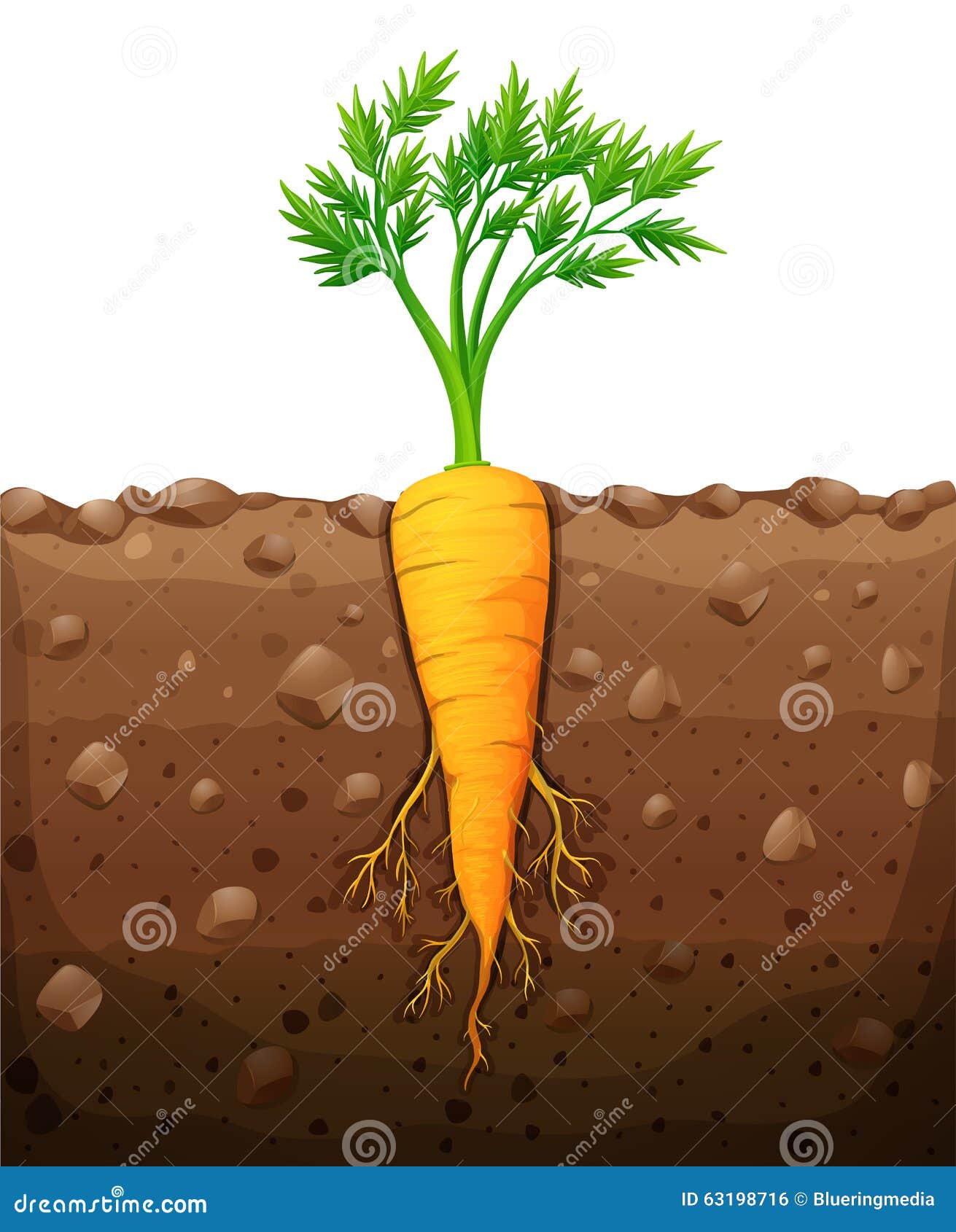 Carrot with Root Underground Stock Illustration - Illustration of root ...