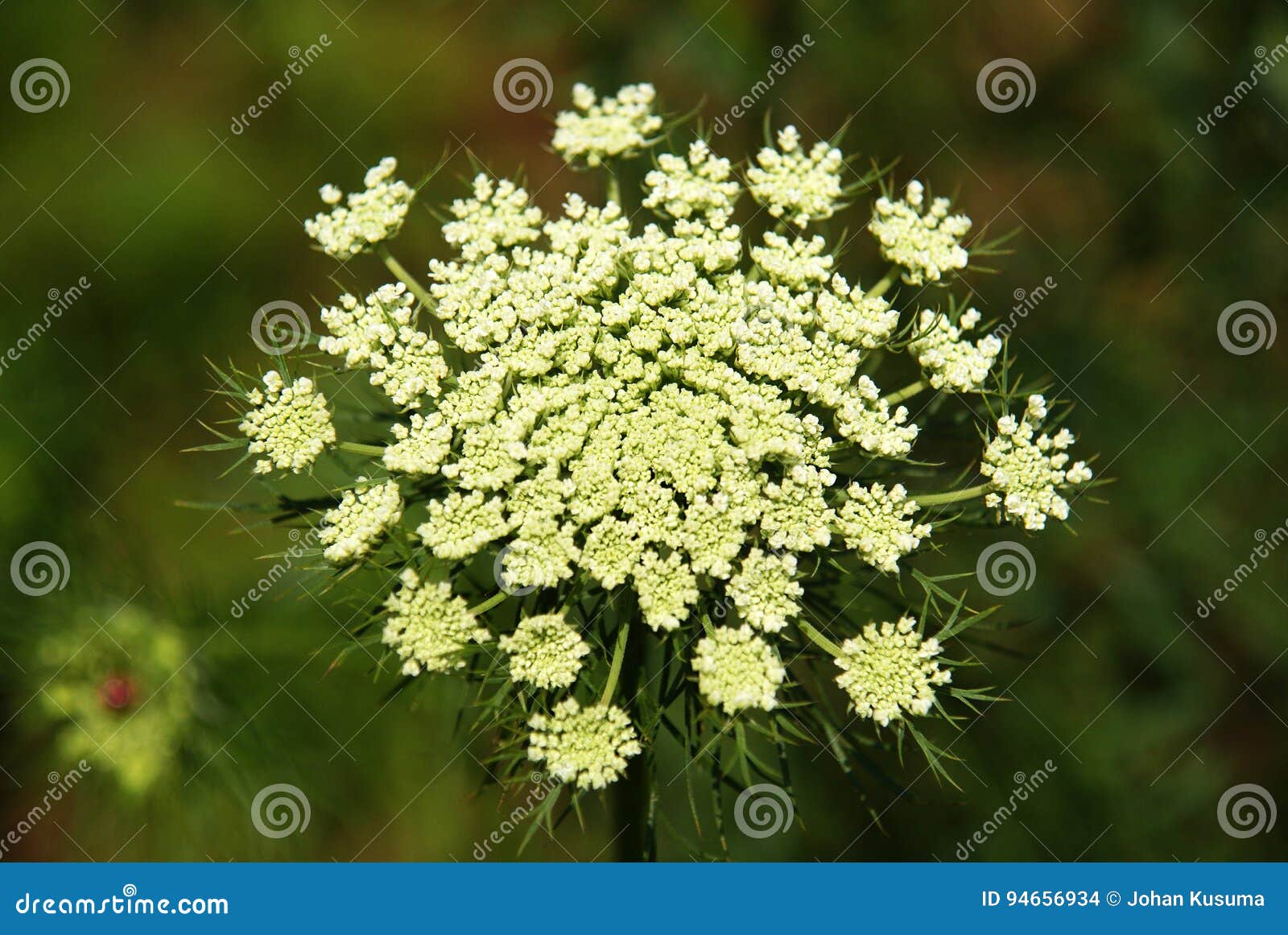 Carrot Seeds and Flowers stock photo. Image of farm, flowers - 94656934