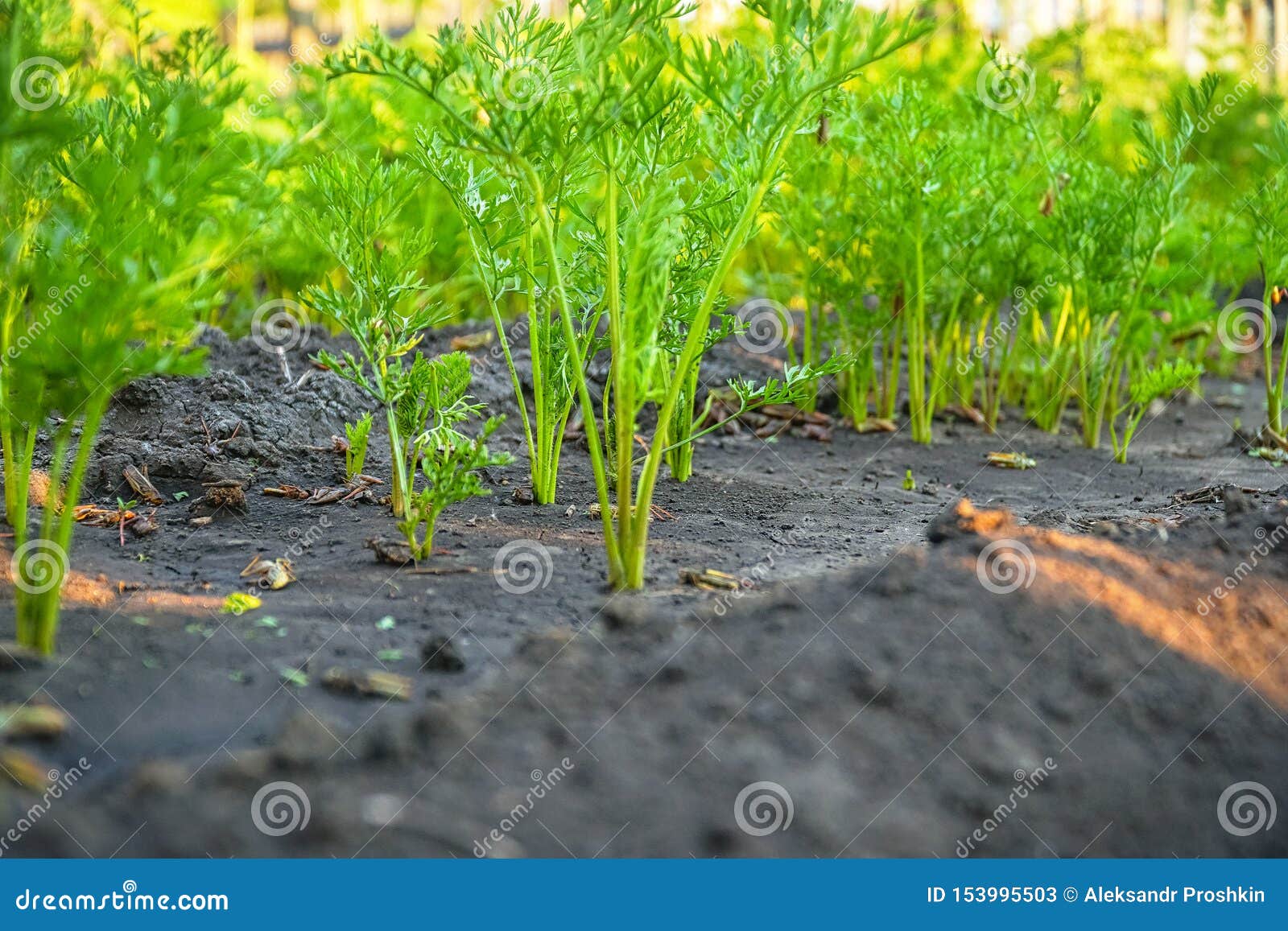 Carrot Shoots in the Garden on Bed Stock Image - Image of crop, bunch ...
