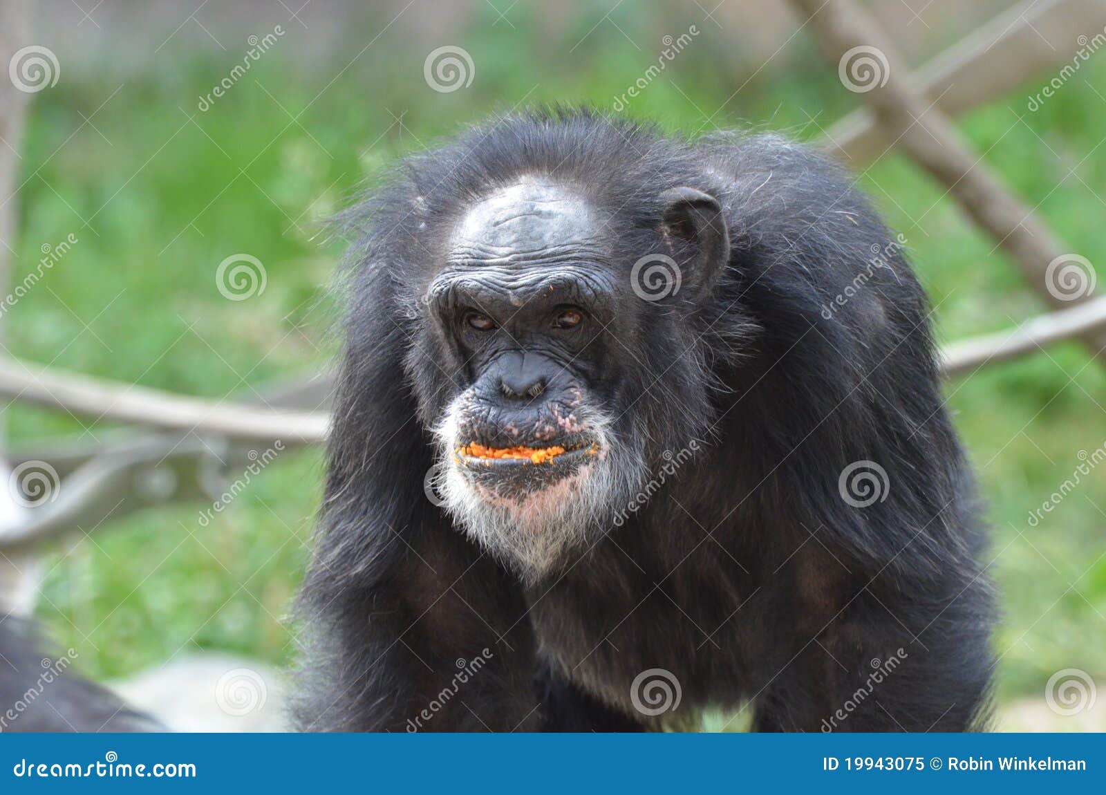 Carrot snack stock image. Image of chew, chimp, chunks - 19943075