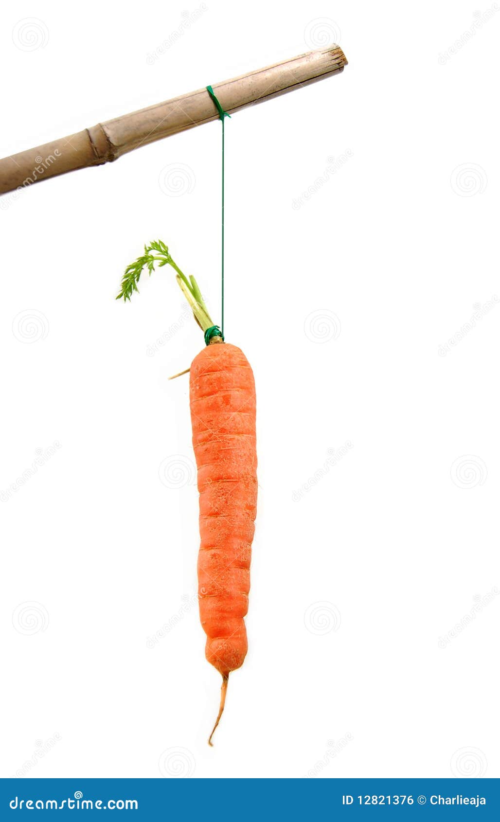 Carrot on a stick stock photo. Image of motivation, enticing - 12821376
