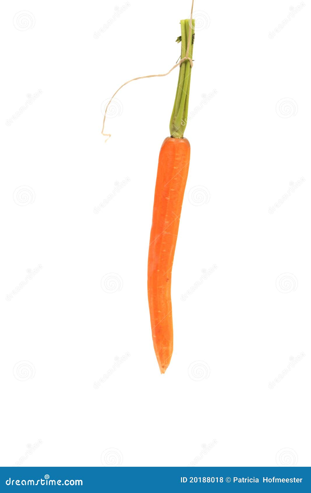 Carrot on a string stock photo. Image of carrot, bribe - 20188018