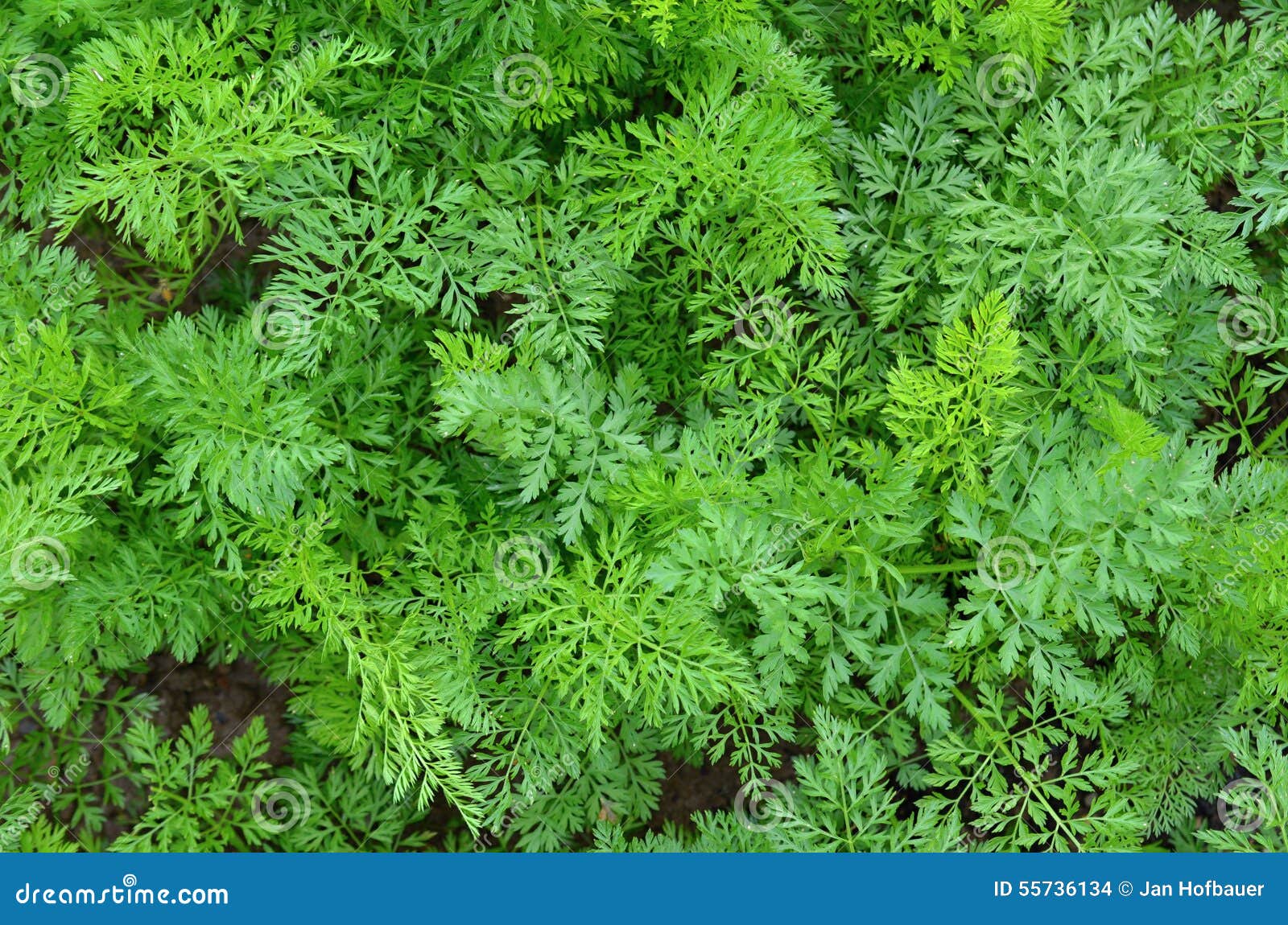 Carrot tops stock photo. Image of annual, fresh, abundance - 55736134