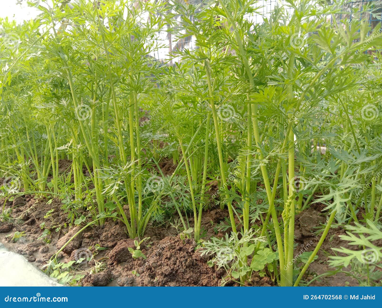 Carrot Tree on Farm for Harvest Stock Photo - Image of nourishment ...