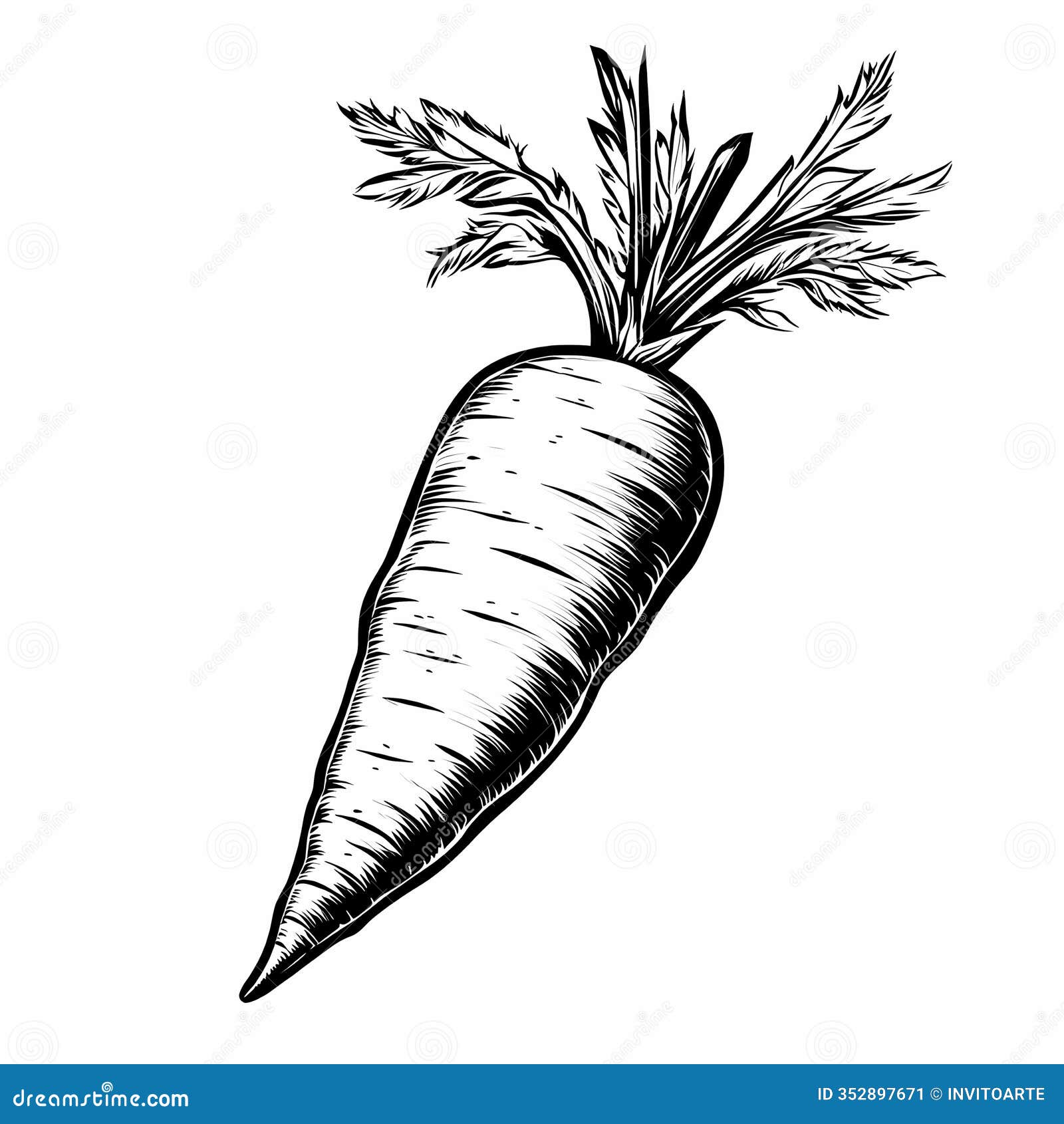 Carrot. Vegetable Engraved Style Illustration for Print Stock ...