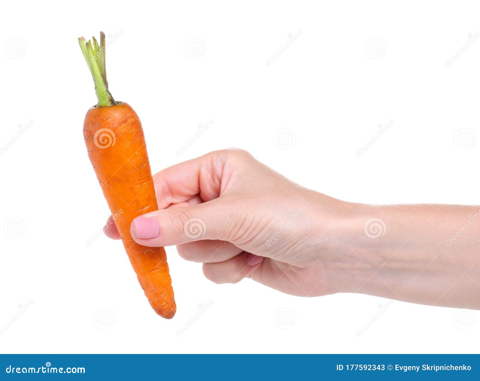 Carrot vegetable in hand stock image. Image of green - 177592343