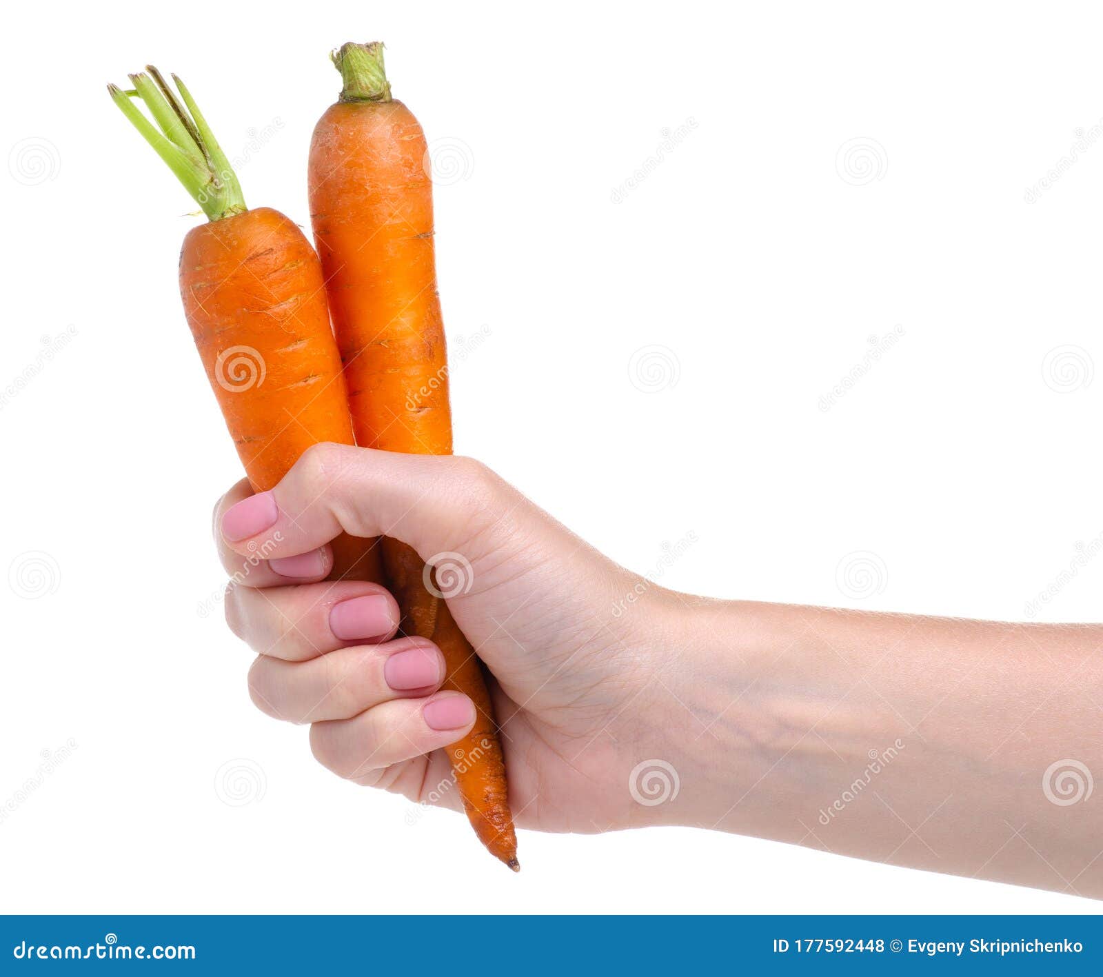 Carrot vegetable in hand stock photo. Image of health - 177592448
